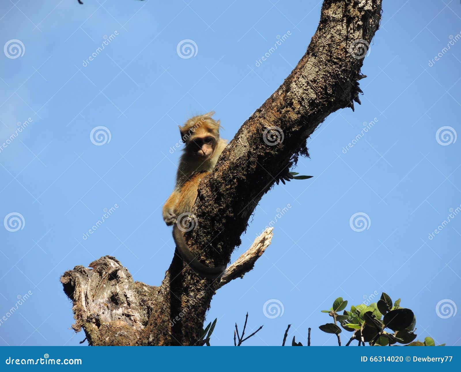 Monkey on the tree stock photo. Image of wildlife, ceylon - 66314020