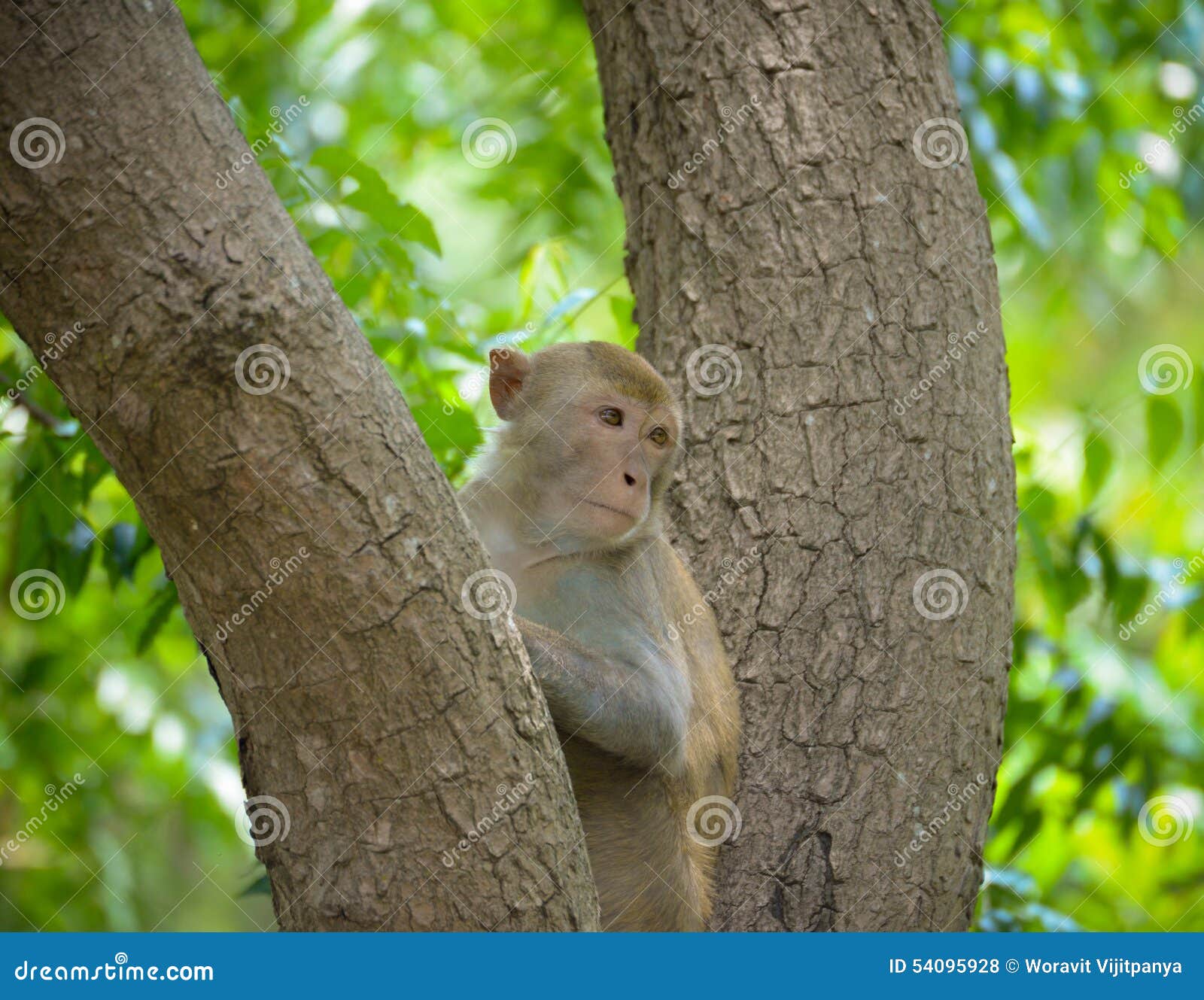 Monkey on tree stock photo. Image of jungle, national - 54095928