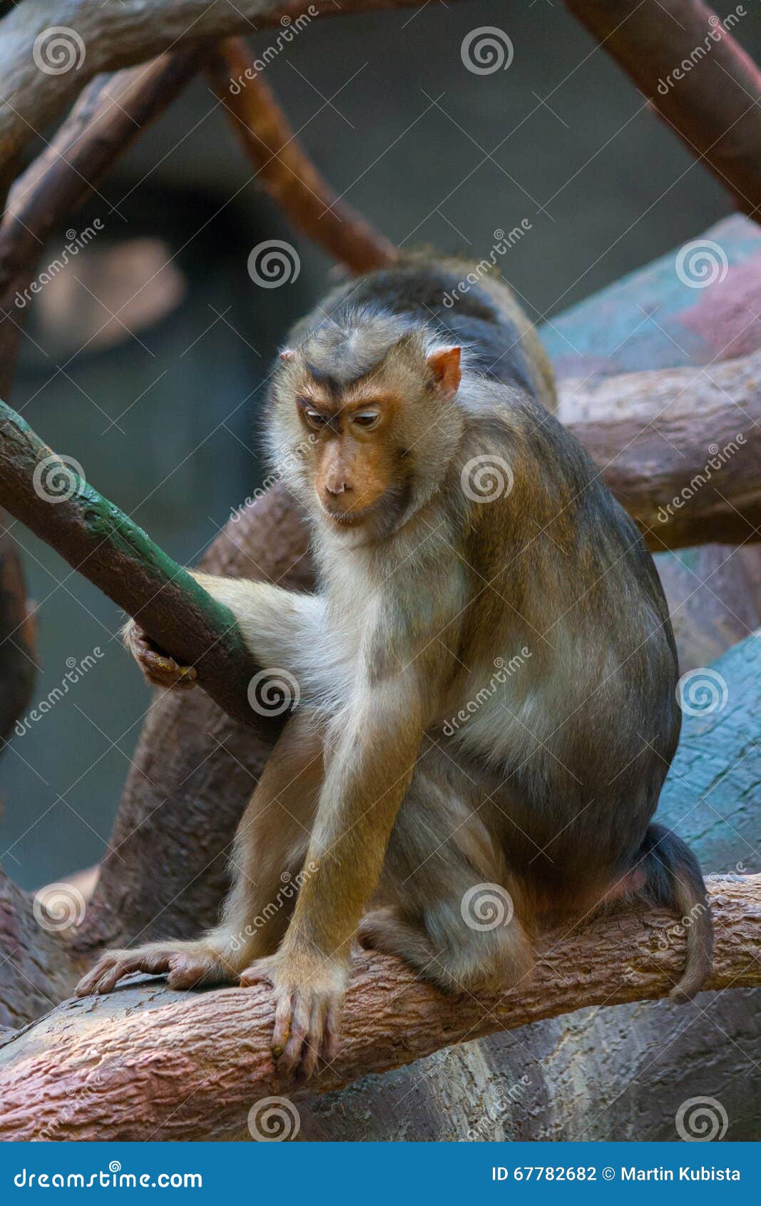 Monkey on the tree stock photo. Image of holding, macaque - 67782682