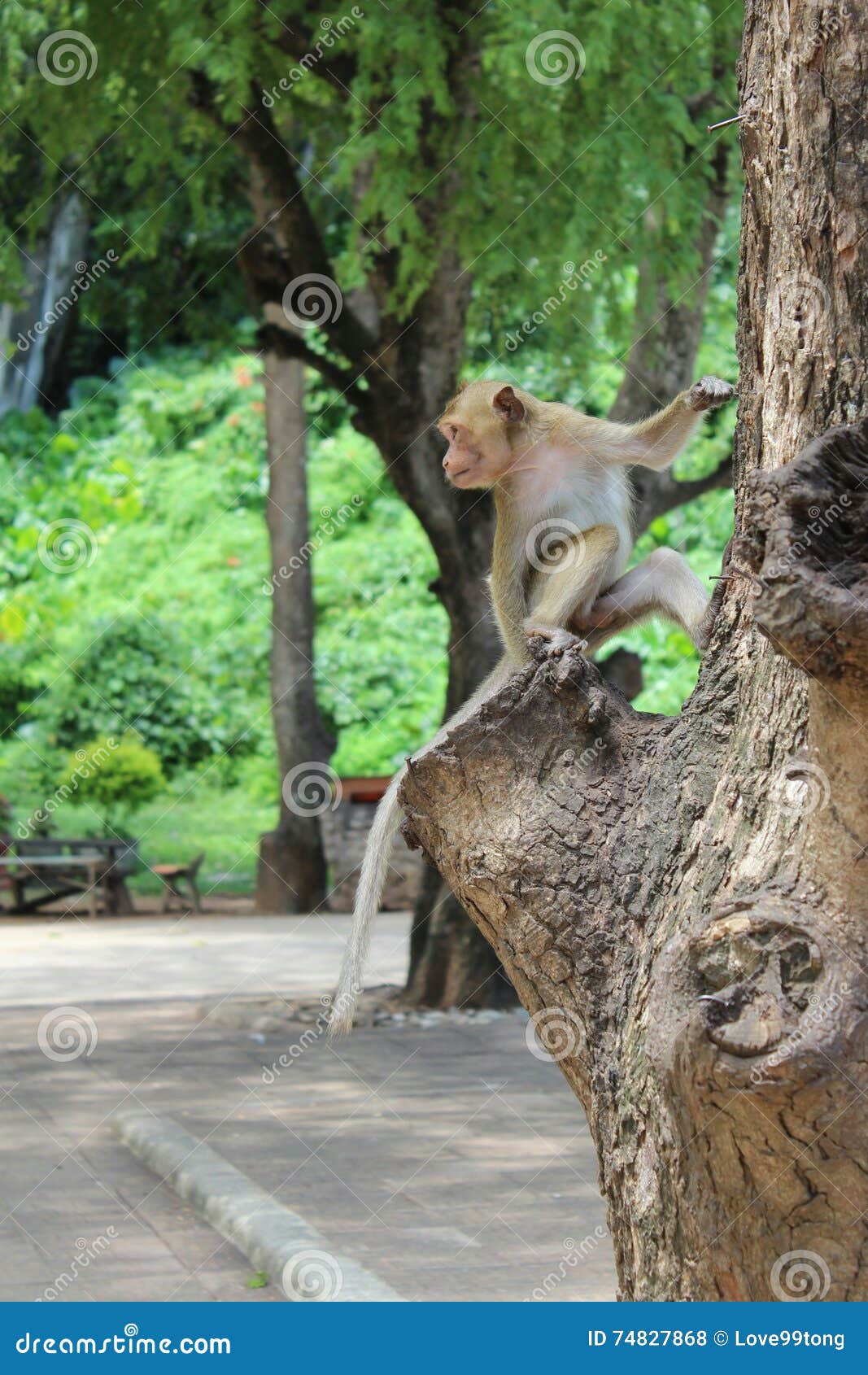Monkey on the tree stock photo. Image of monkey, understood - 74827868