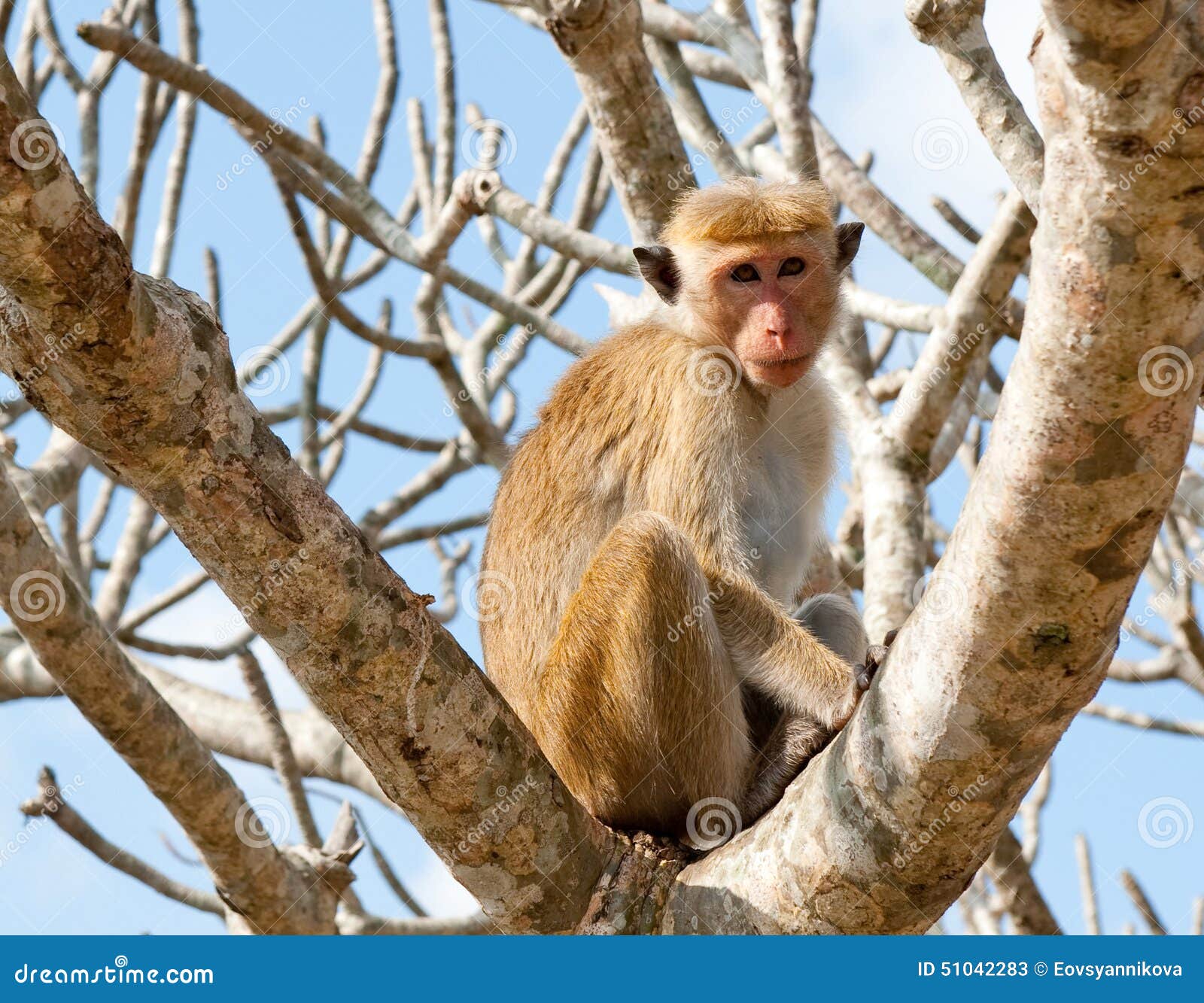A monkey on a tree stock image. Image of mamma, branches - 51042283