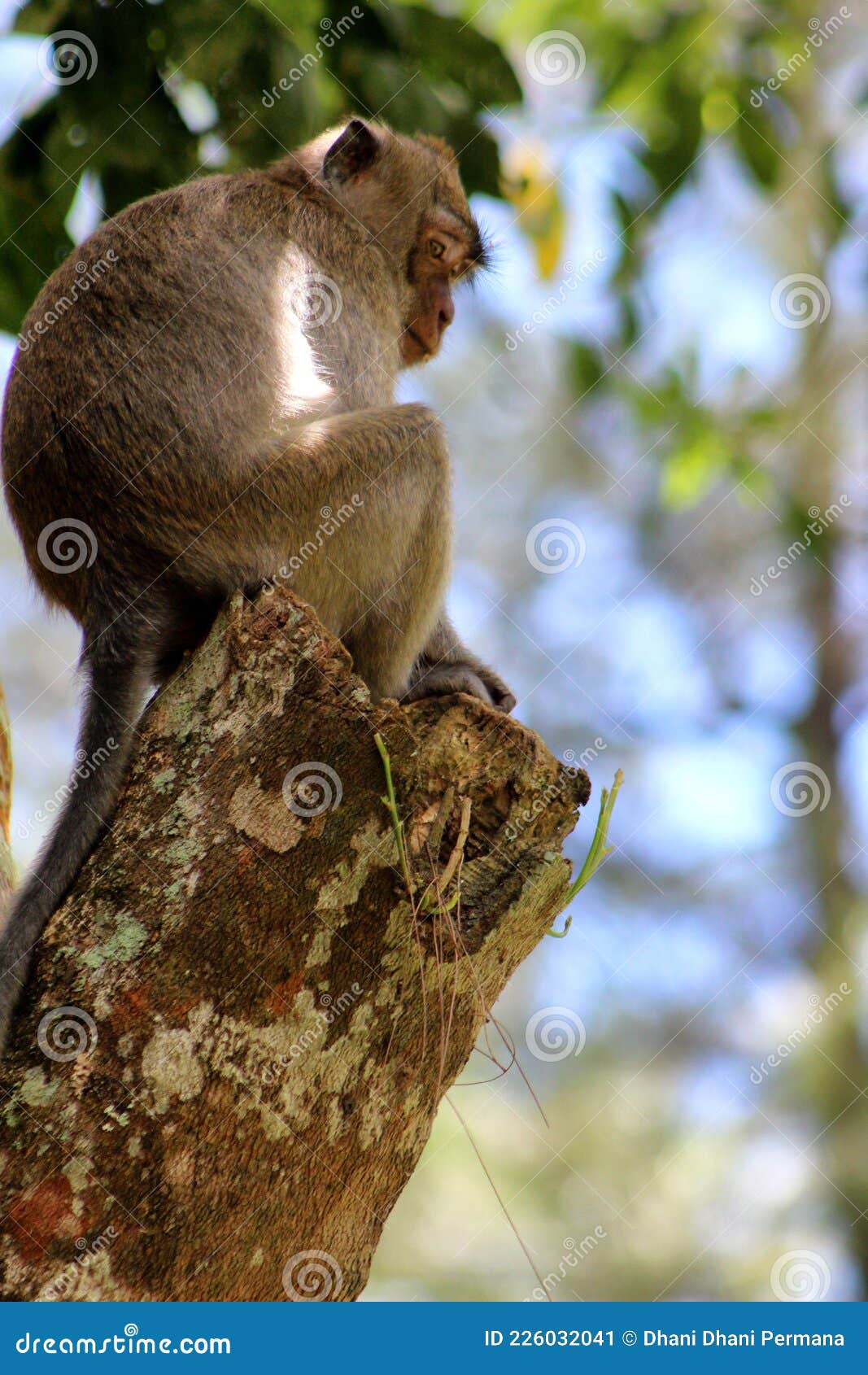 Monkey on the tree stock image. Image of rodent, primate - 226032041
