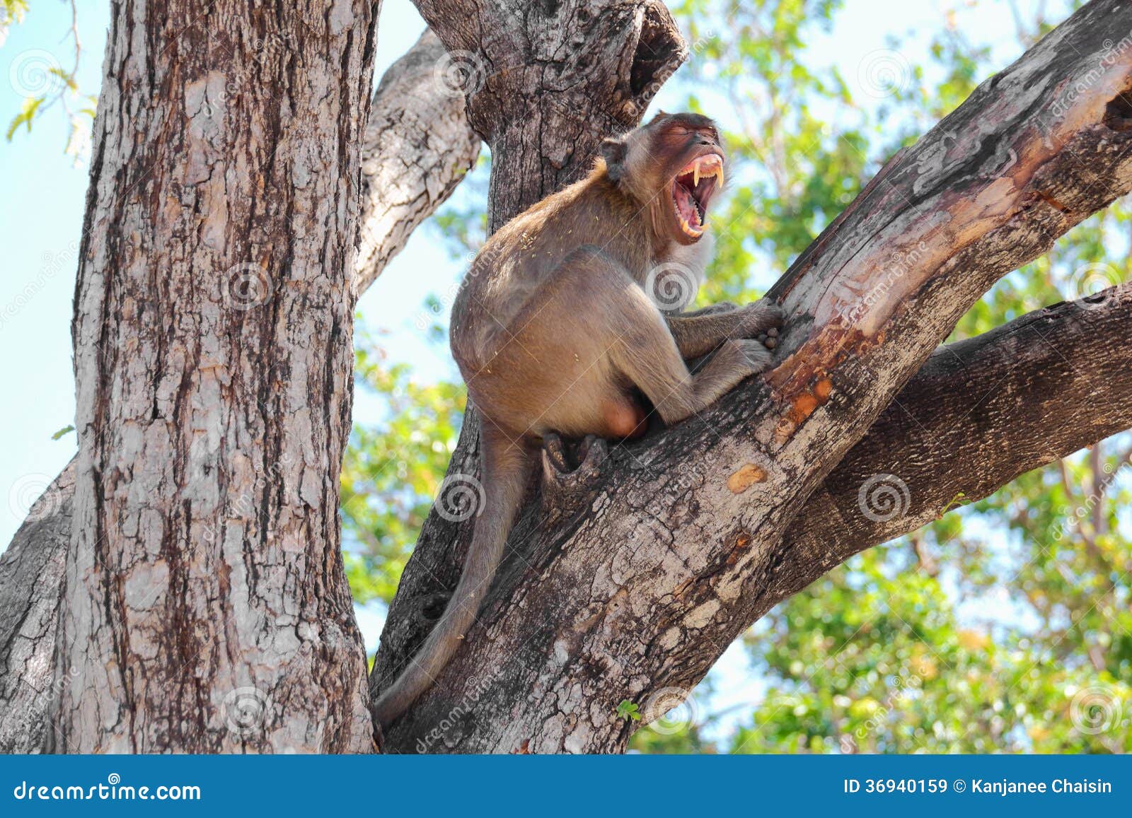 Monkey stock image. Image of bucktooth, wildlife, thailand - 36940159
