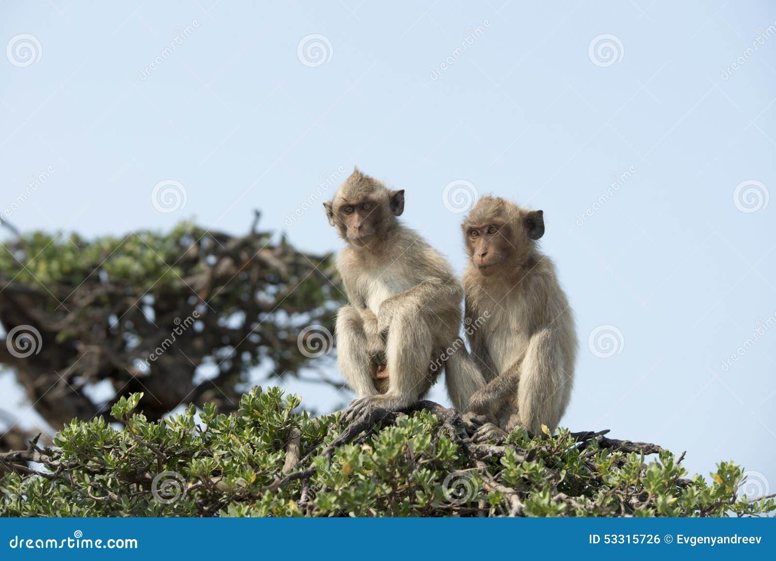 Monkey on a tree. stock photo. Image of mammal, asia - 53315726
