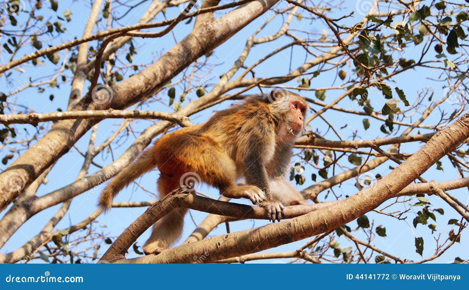 Monkey on tree stock photo. Image of rest, natural, background - 44141772