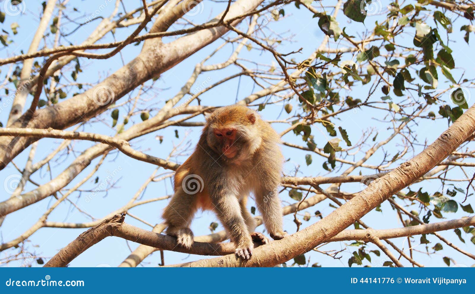 Monkey on tree stock photo. Image of playing, evening - 44141776