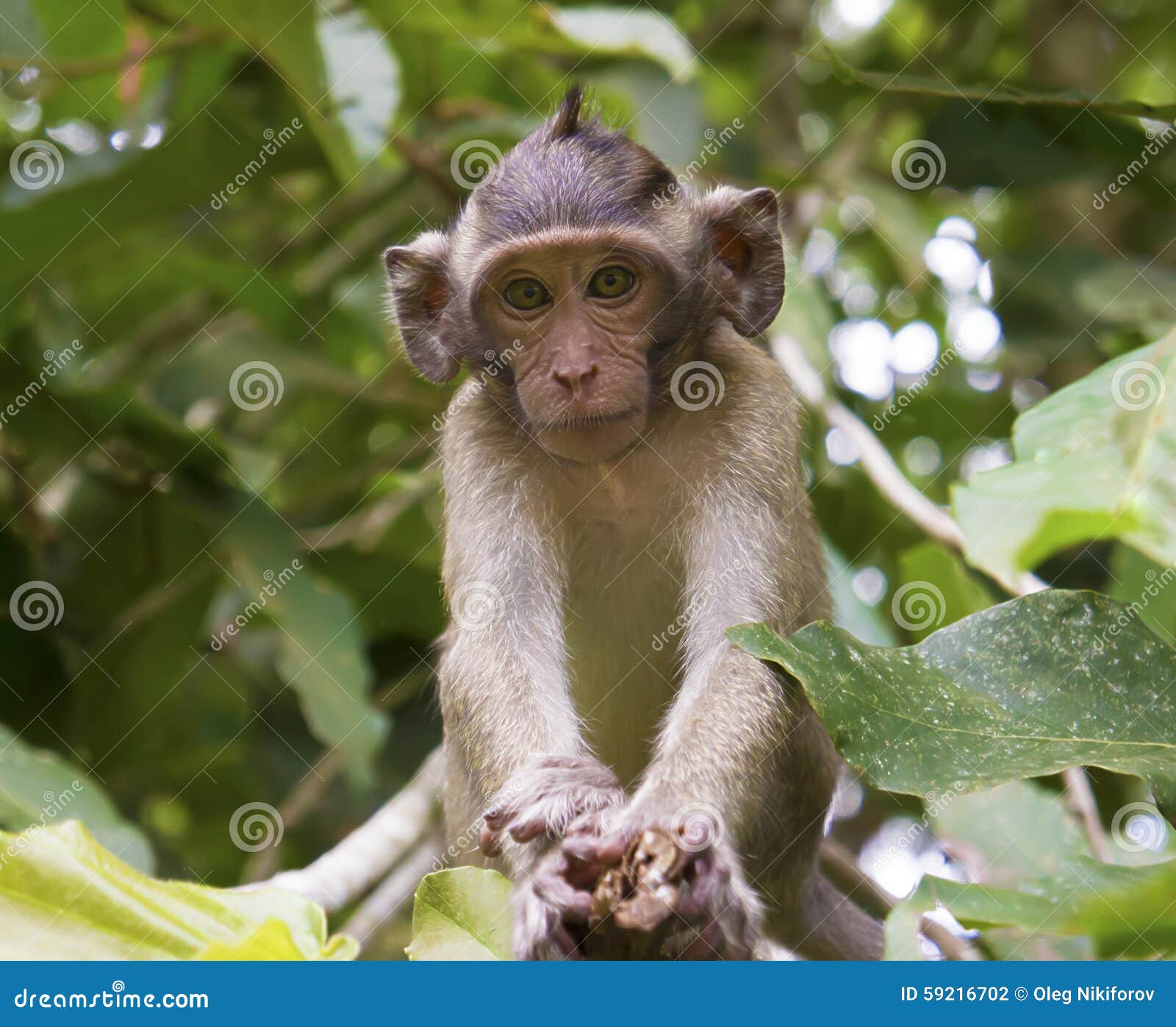 Monkey on the tree stock photo. Image of thailand, grass - 59216702