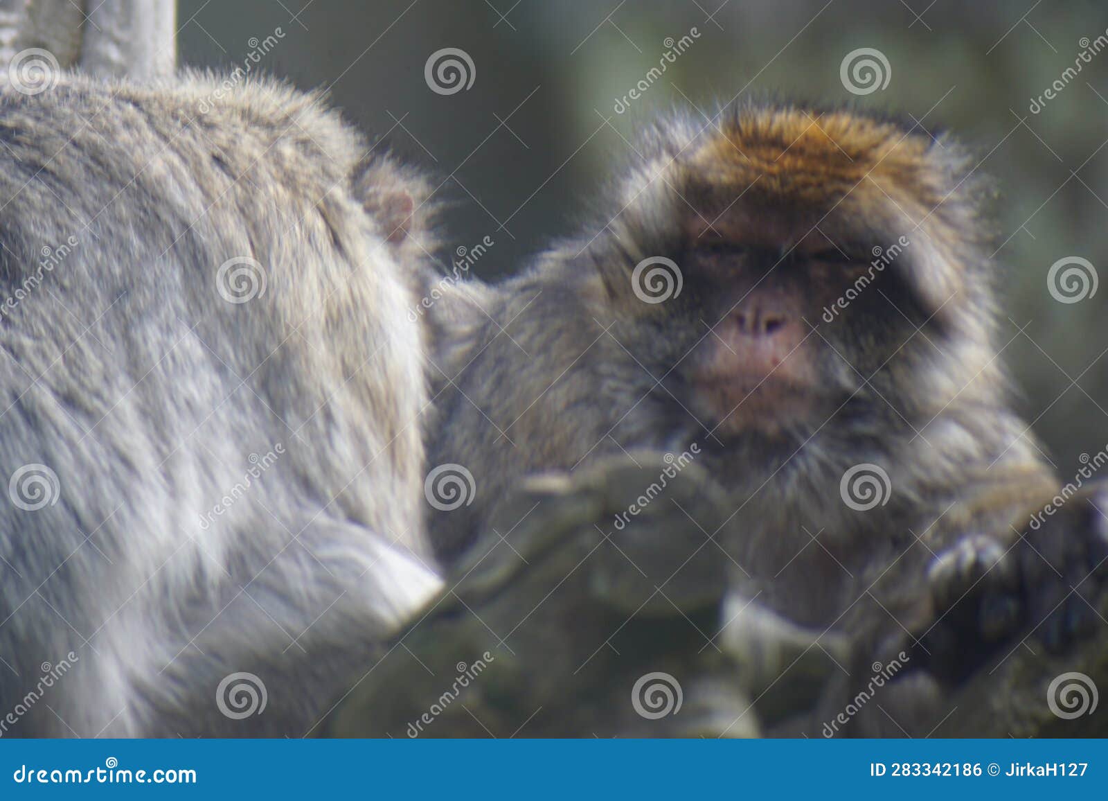 Monkey on Tree in Zoo, Focused Stock Photo - Image of monkey, focused ...