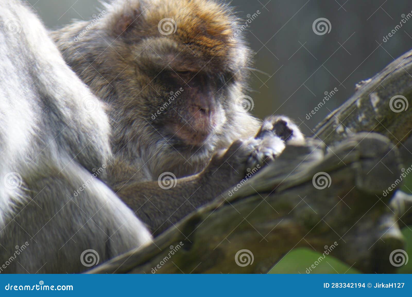 Monkey on Tree in Zoo, Focused Stock Photo - Image of monkey, focused ...