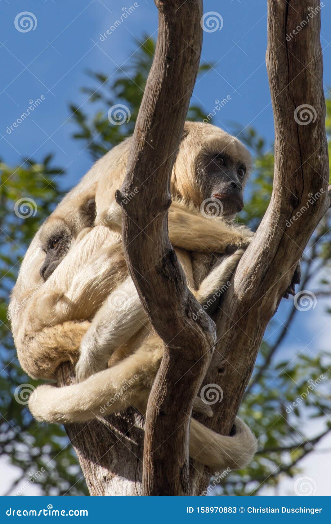 A Monkey on a Tree in the Zoo Stock Image - Image of asia, looking ...