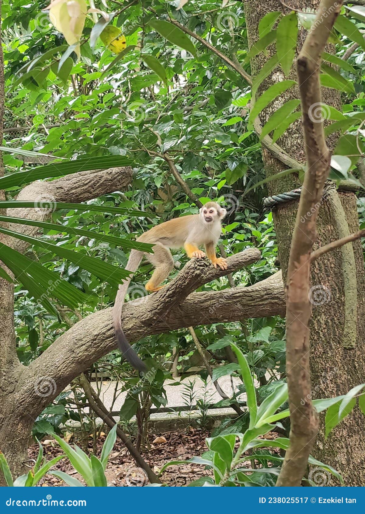 Monkey on Tree, Zoo, Singapore Stock Image - Image of green, monkey ...