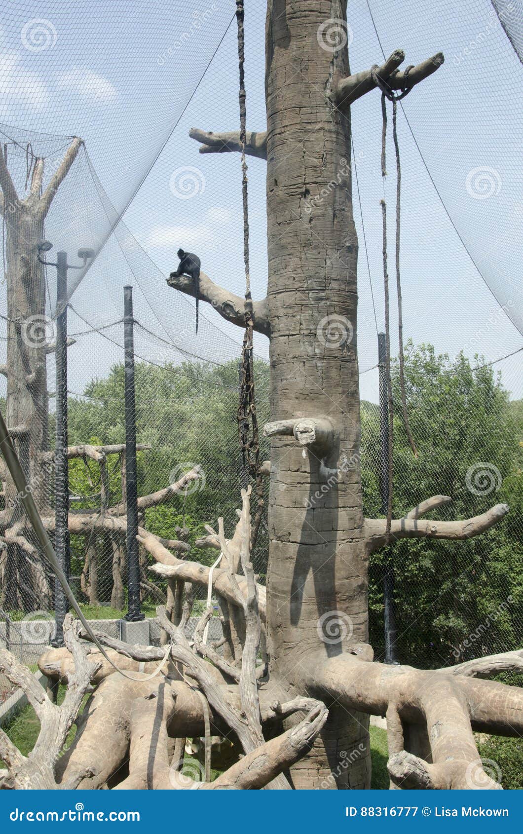 Monkey in tree at the Zoo stock image. Image of common - 88316777