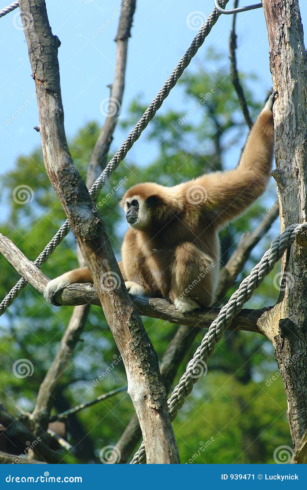 Monkey in trees stock image. Image of trees, climbing, wild - 939471