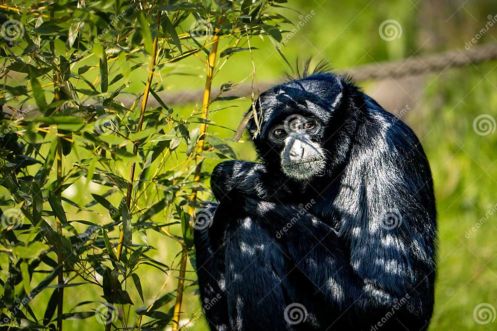 Monkey with Trees in the Background Stock Image - Image of habitat ...
