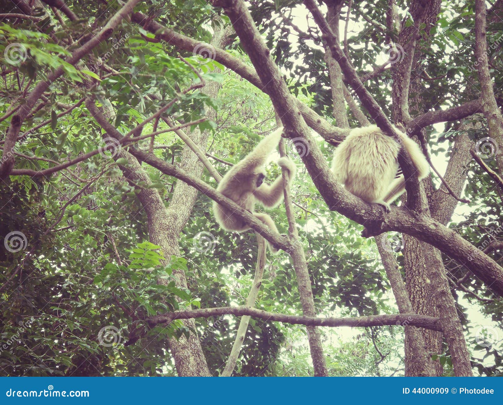Monkey on trees stock image. Image of monkey, amimal - 44000909