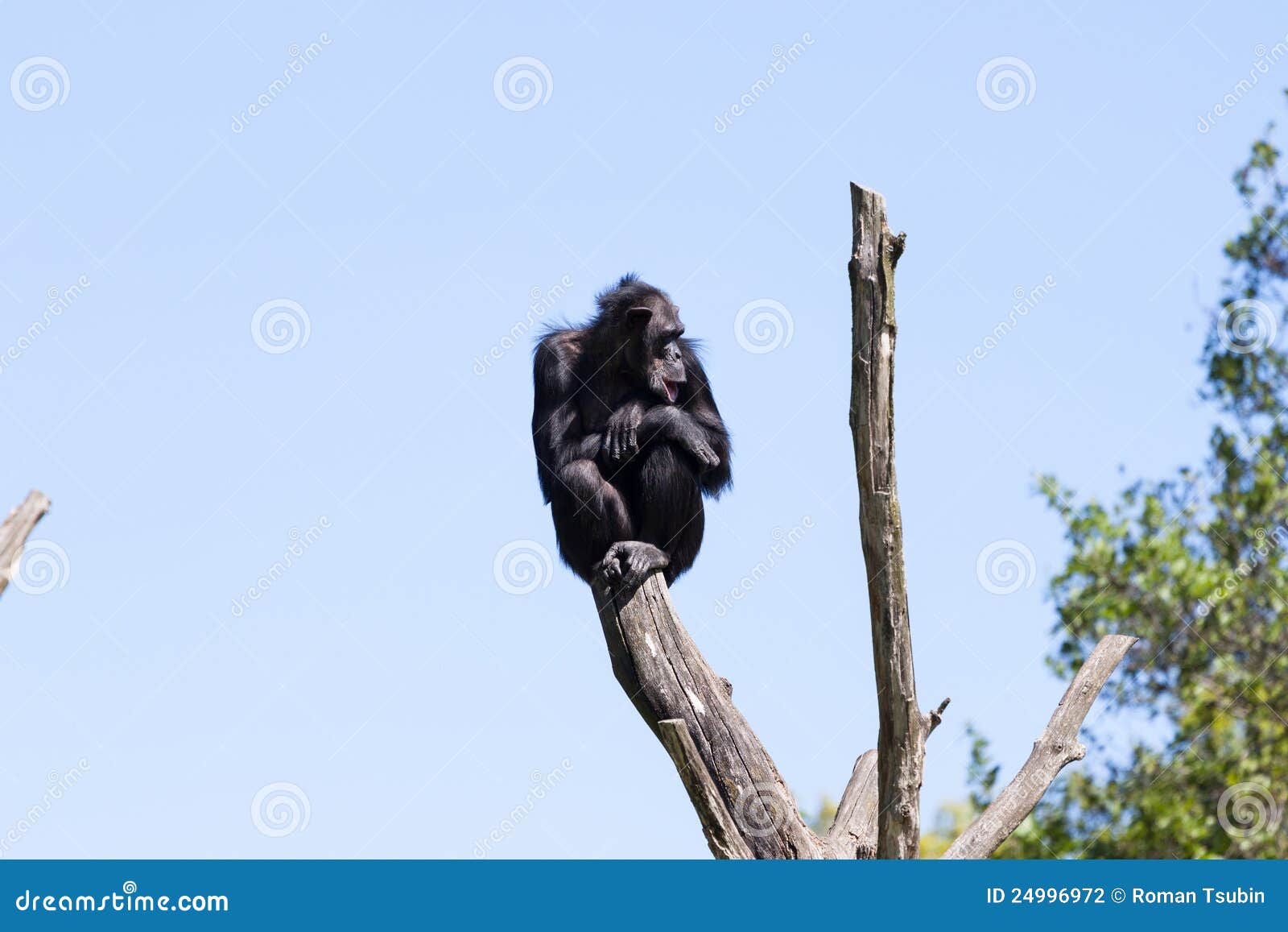 Monkey on a Trees Over Blue Sky Stock Photo - Image of themes, smile ...