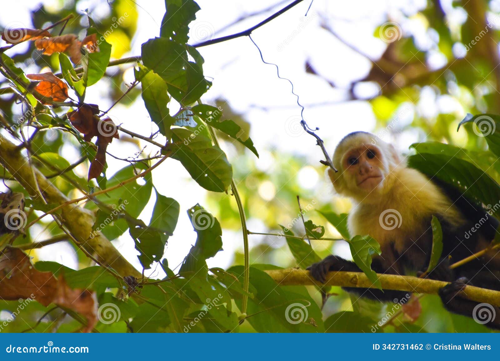 Monkey in the trees stock photo. Image of tree, wildlife - 342731462
