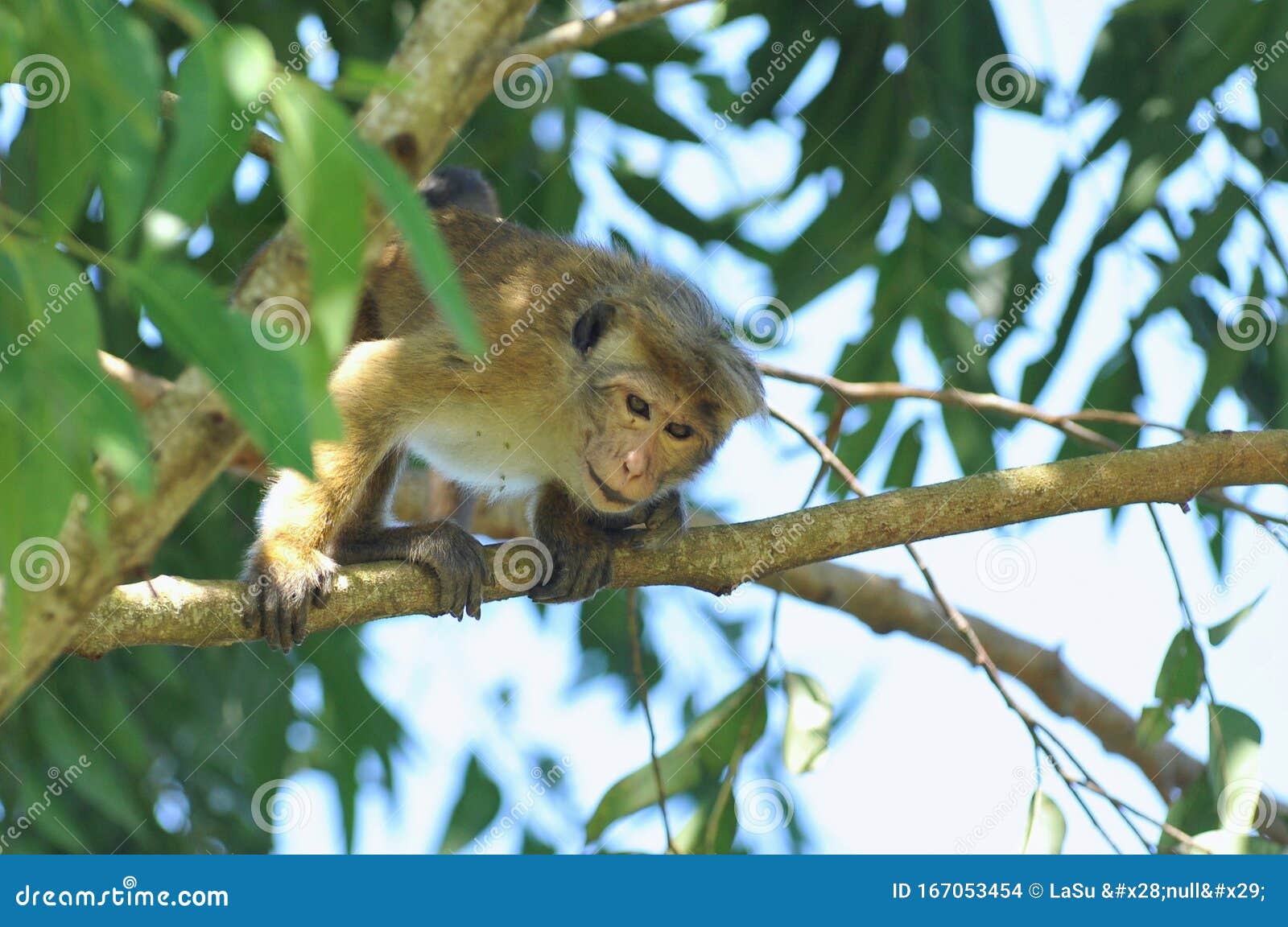 A Monkey in the Trees stock photo. Image of life, east - 167053454
