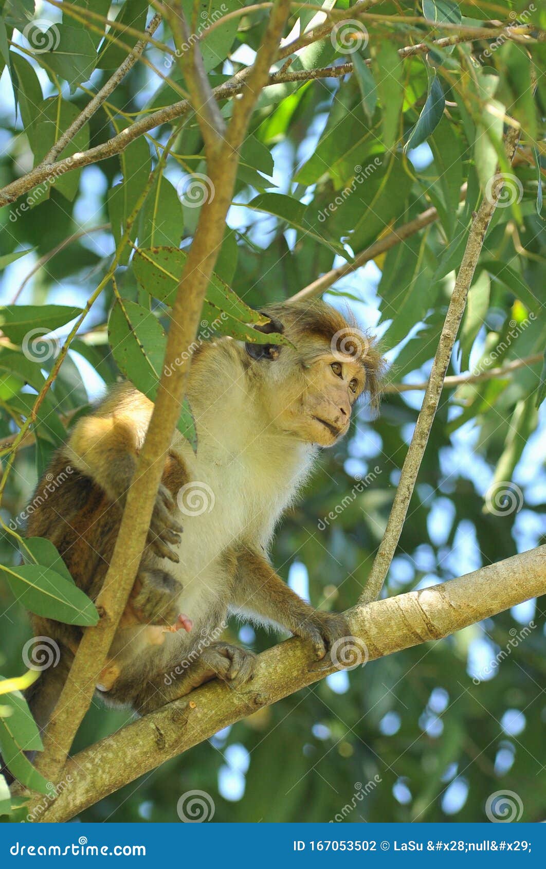A Monkey in the Trees stock photo. Image of portrait - 167053502
