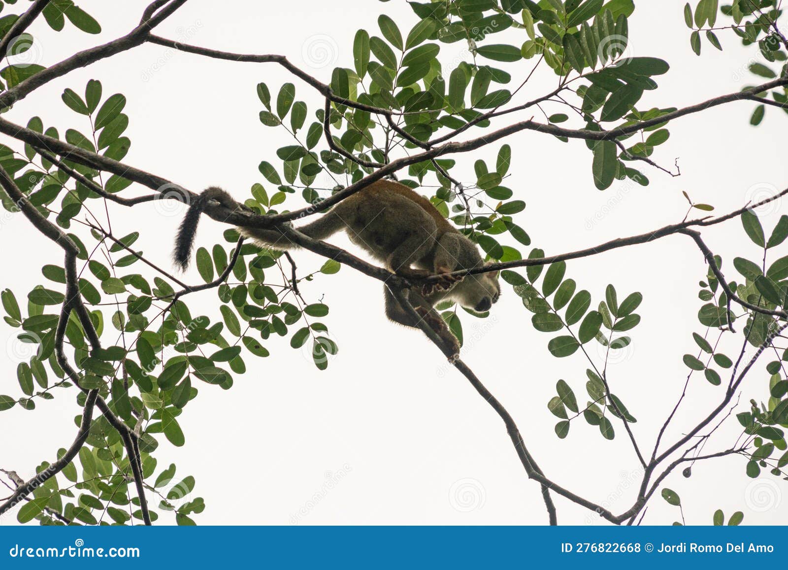 Monkey in the Trees in Tranquilandia Stock Photo - Image of cute ...