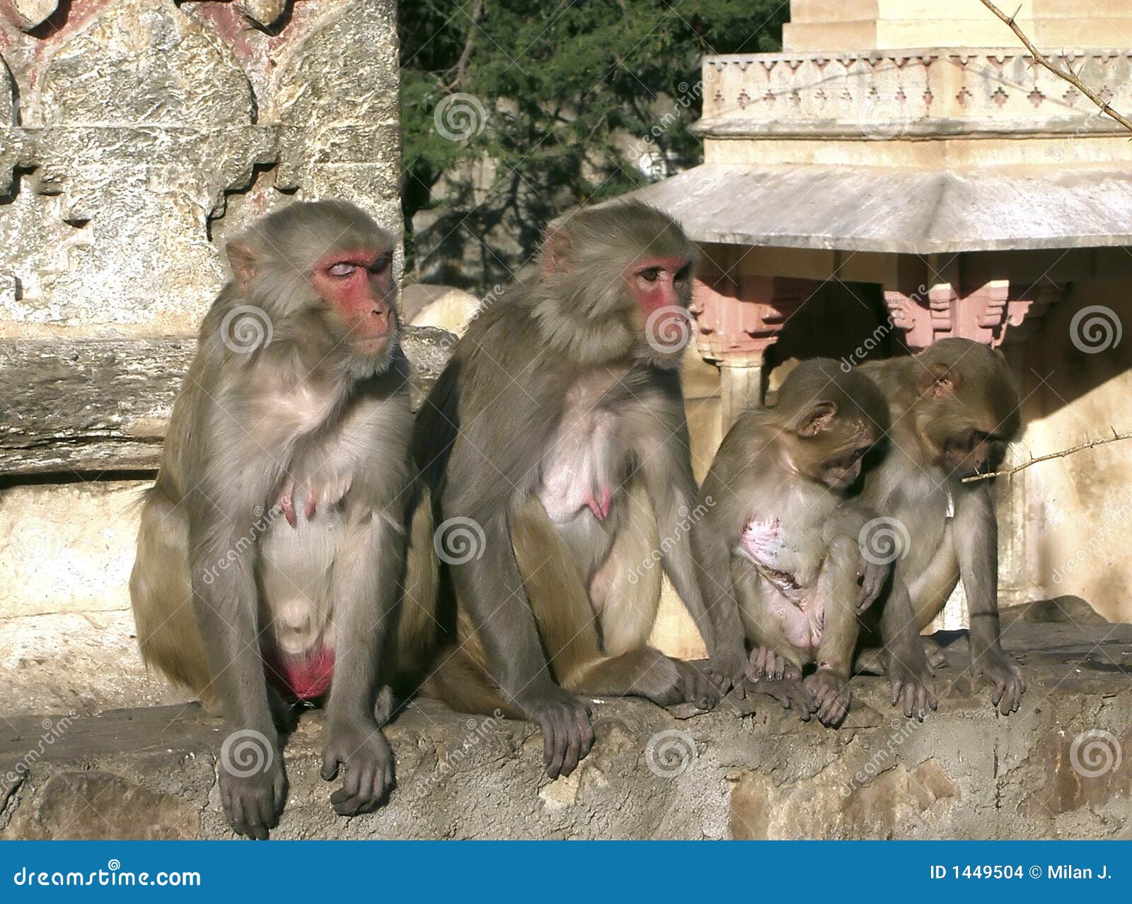 Monkey Tribe stock photo. Image of hanuman, stone, india - 1449504