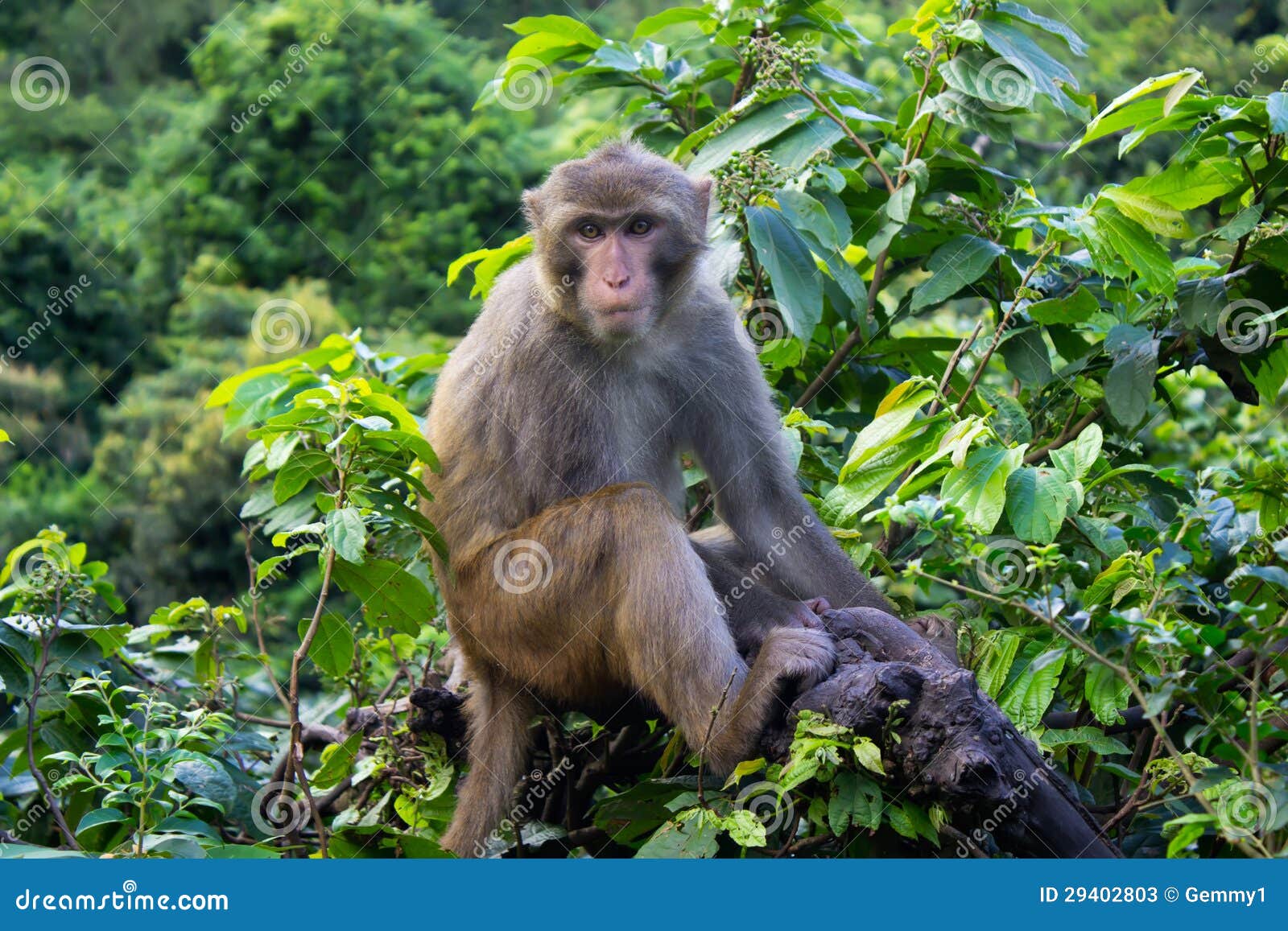 Monkey On Tropical Tree In Jungle Stock Image - Image: 29402803