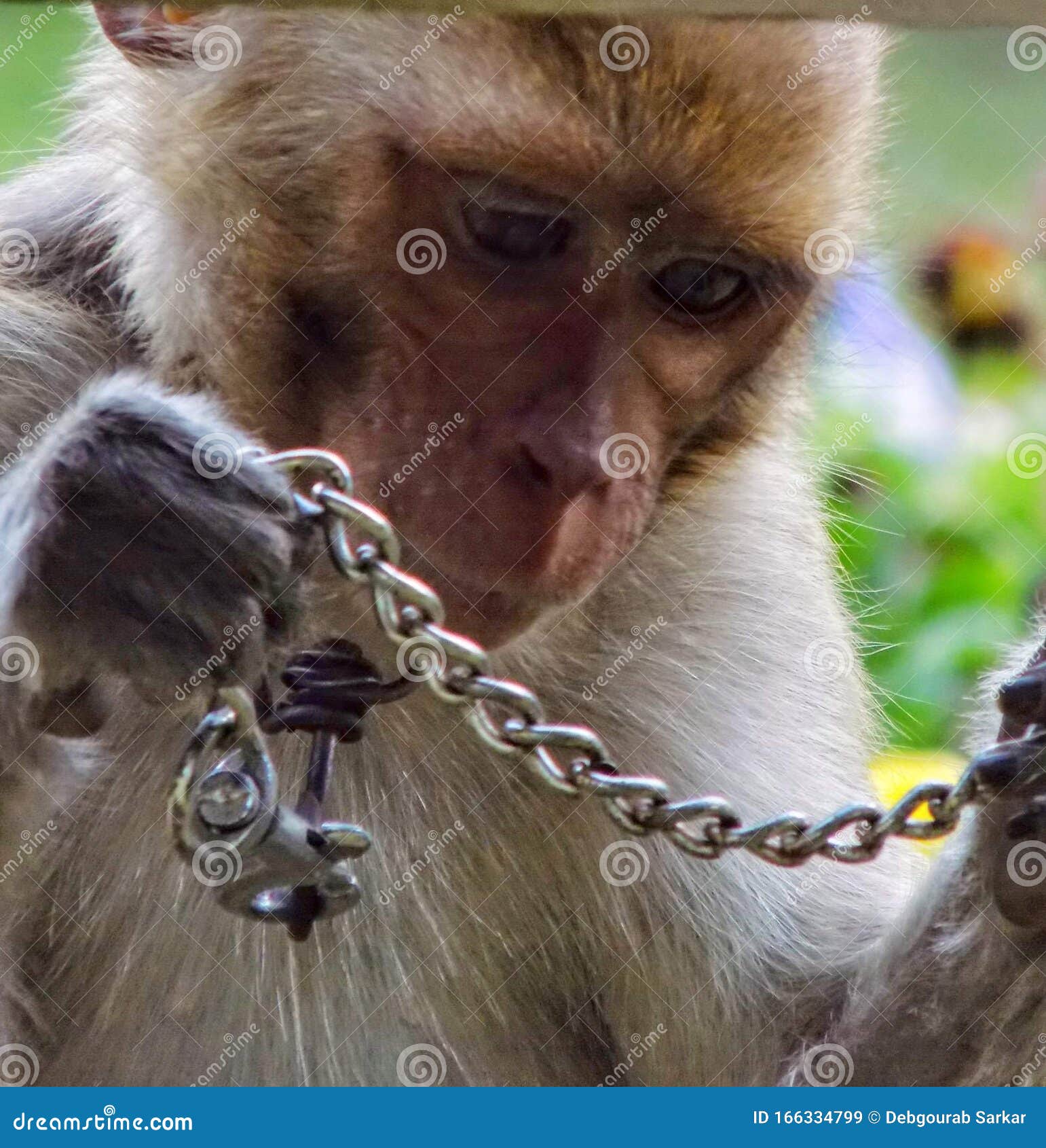 Monkey trying different stock image. Image of monkey - 166334799