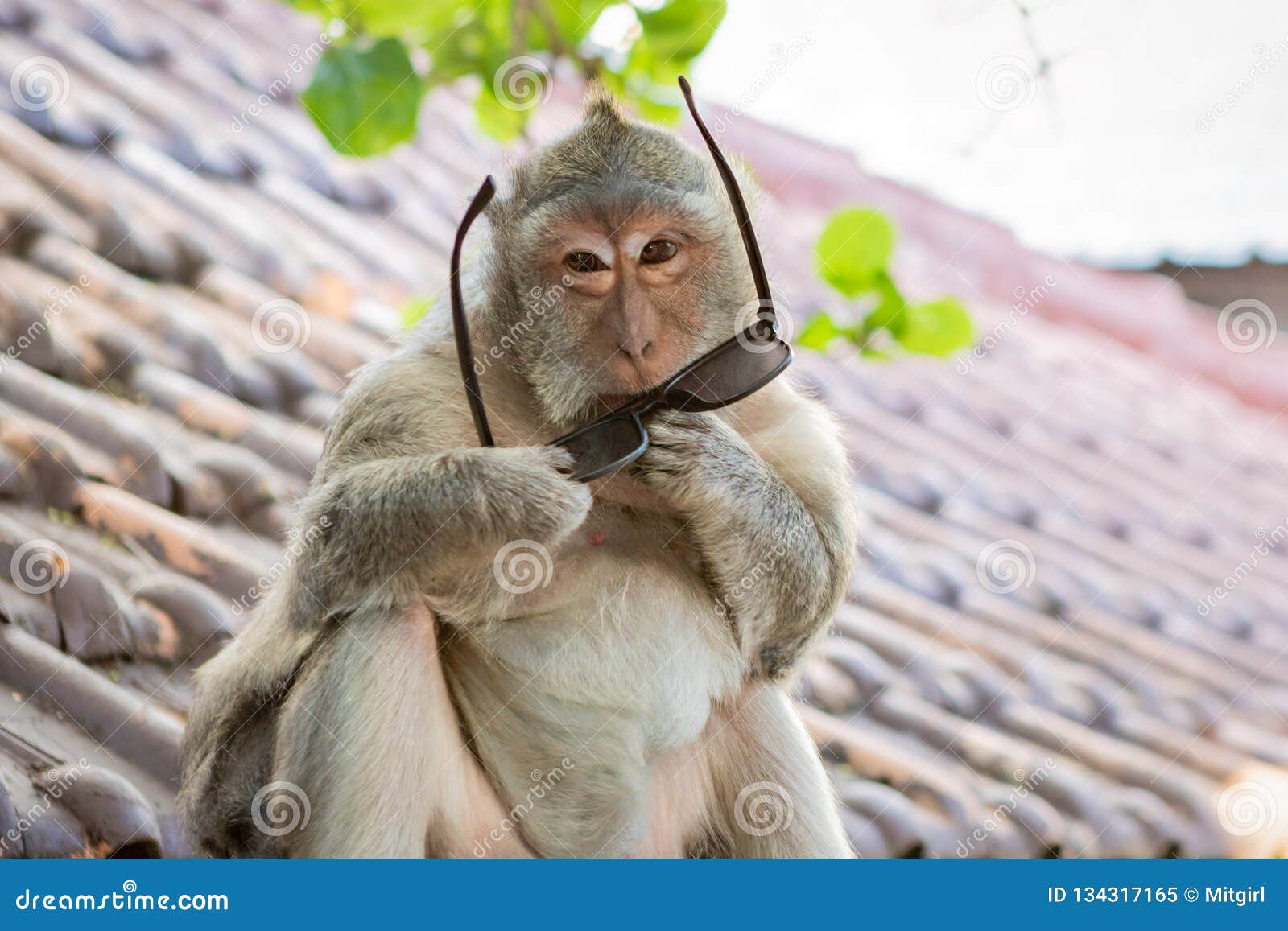 Monkey Trying To Put on a Pair of Sunglasses Stock Image - Image of ...