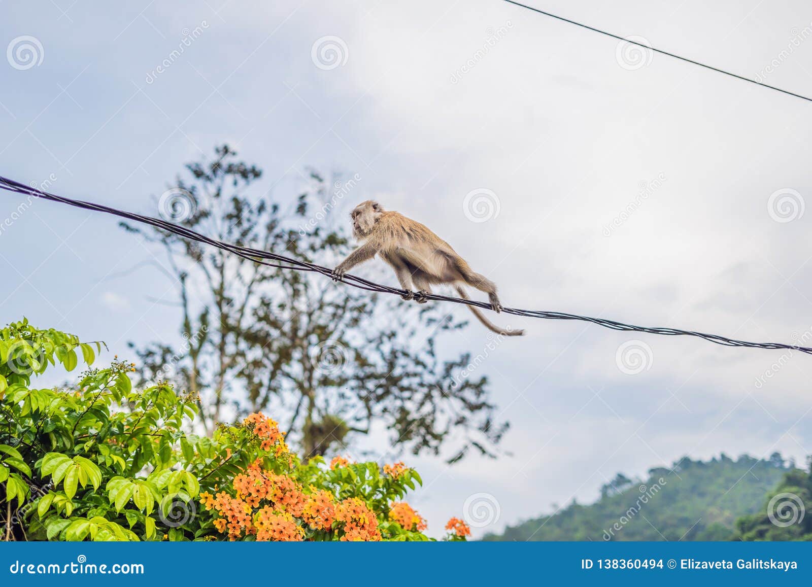 Monkey is Trying To Walk on the Wires Carefully Stock Photo - Image of ...