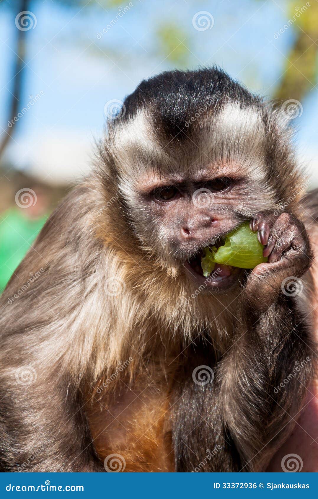 Monkey (Tufted Capuchin) Eatin Grape Stock Photo - Image of capuchin ...