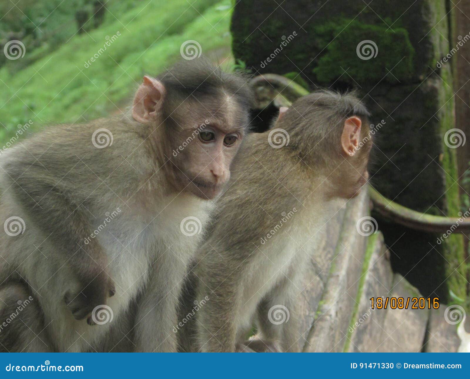Monkey stock photo. Image of together, seating, monkey - 91471330
