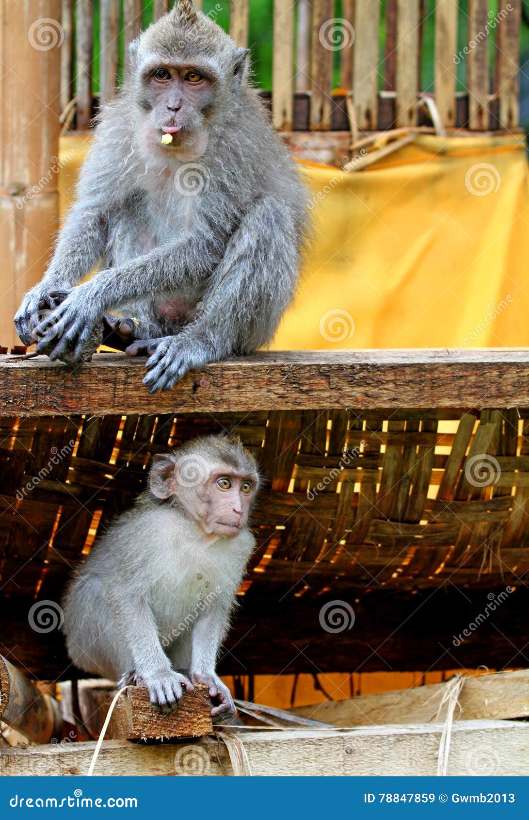 Monkey 029 stock image. Image of mionkey, wildlife, indonesia - 78847859