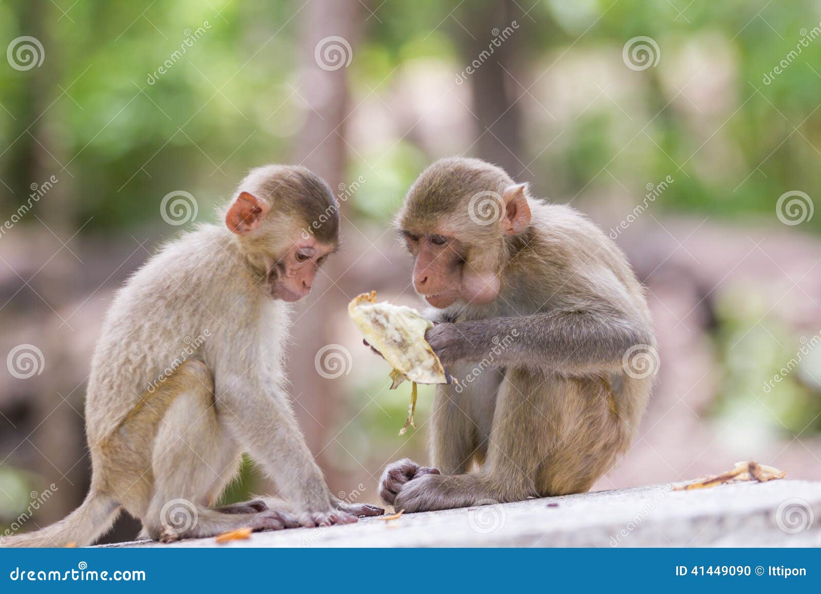Two Monkeys Eating Bananas