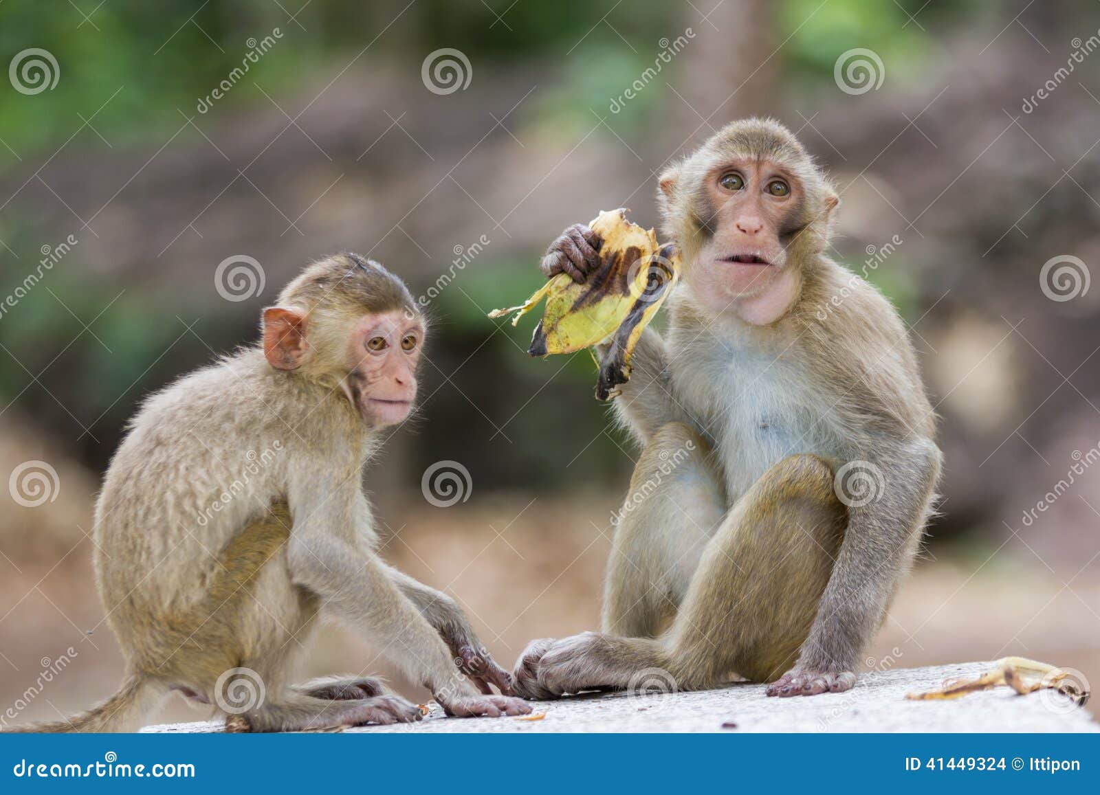Two Monkeys Eating Bananas