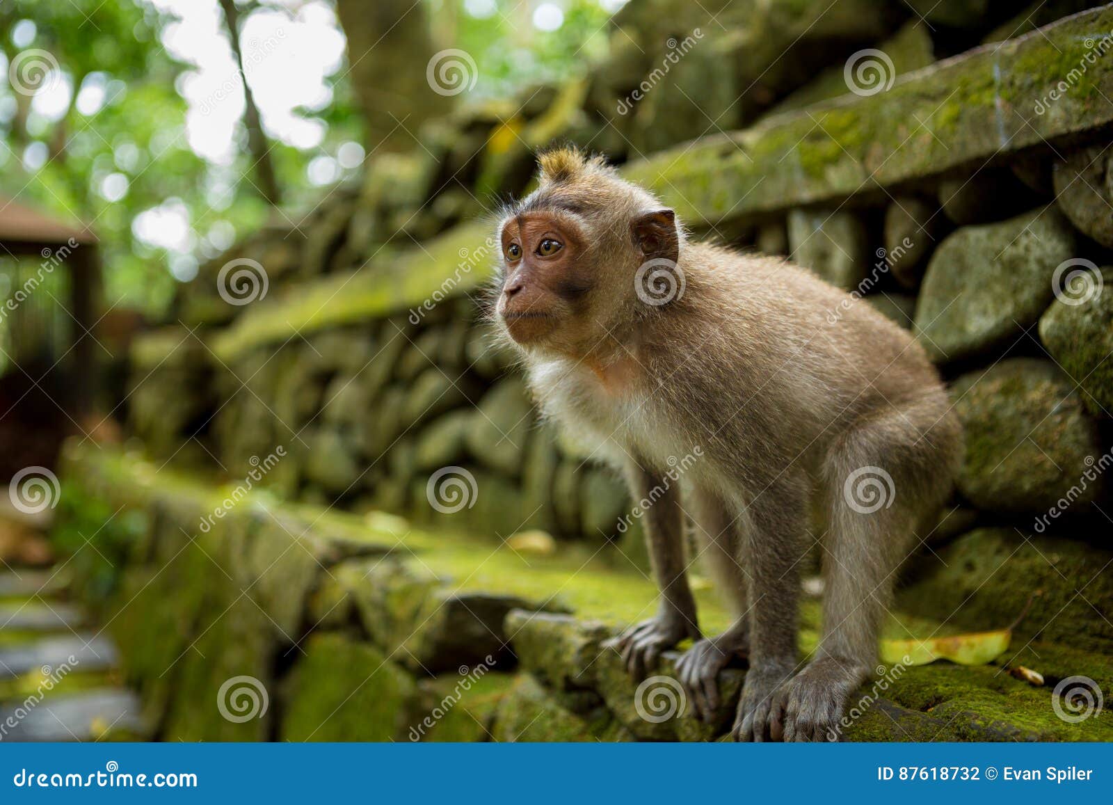 Monkey in Ubud Bali stock photo. Image of animal, bali - 87618732