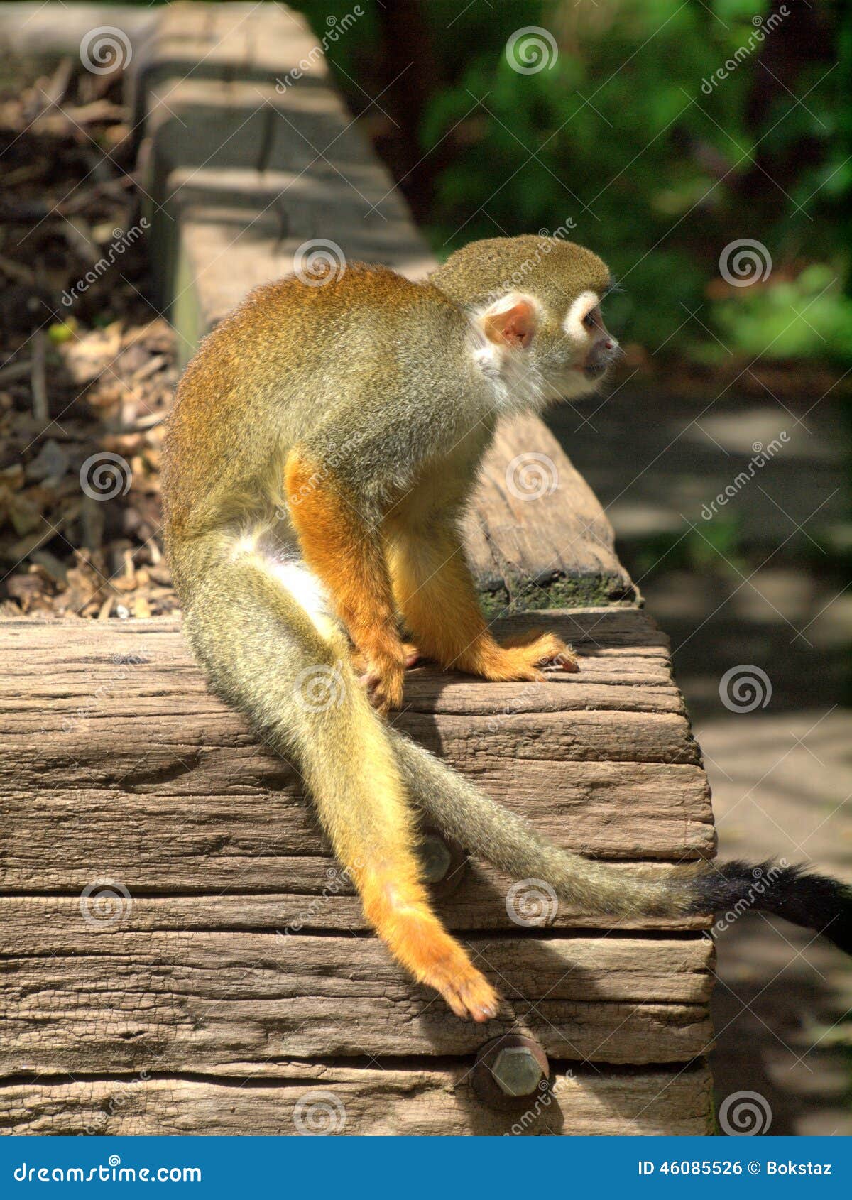 Monkey in the UK zoo stock photo. Image of brown, looking - 46085526