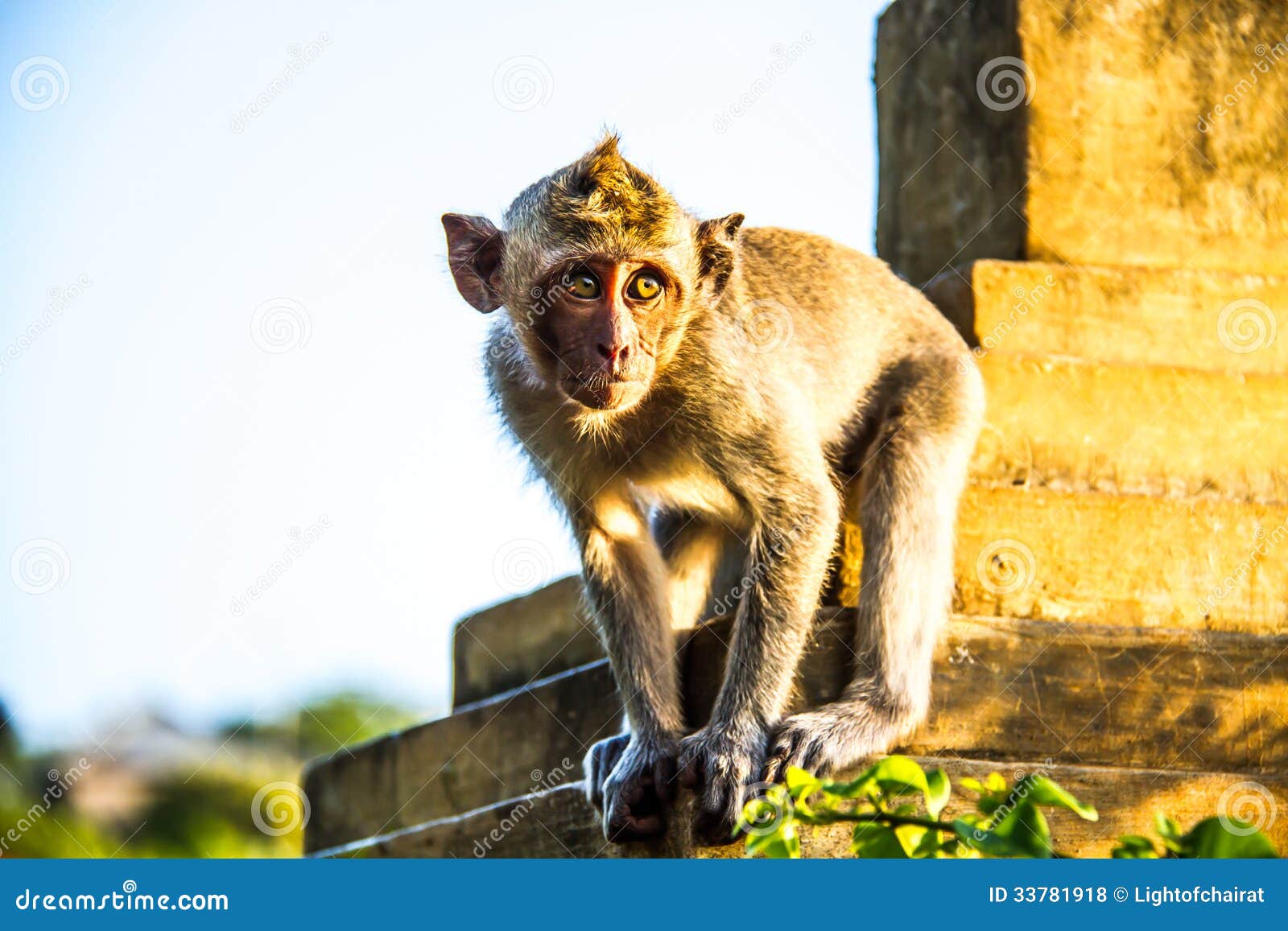 Monkey at Uluwatu Bali Indonesia Stock Photo - Image of hair, macaque ...