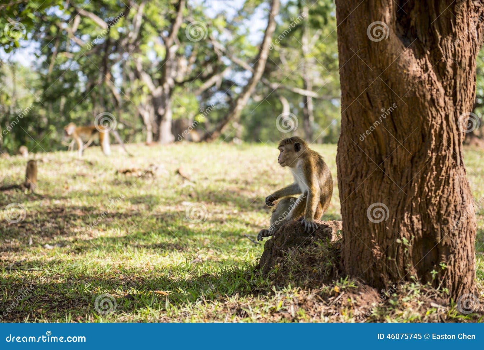 Monkey under the tree stock image. Image of wild, grassland - 46075745