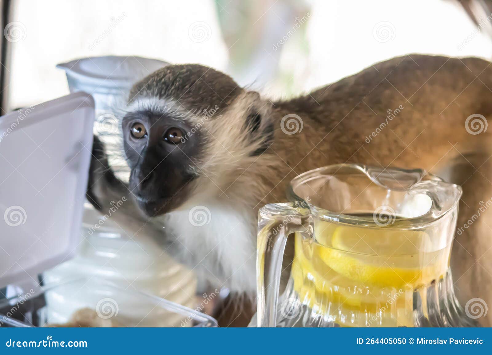 Monkey, Uninvited Guest at Breakfast in Tropical Resort Checking Food ...