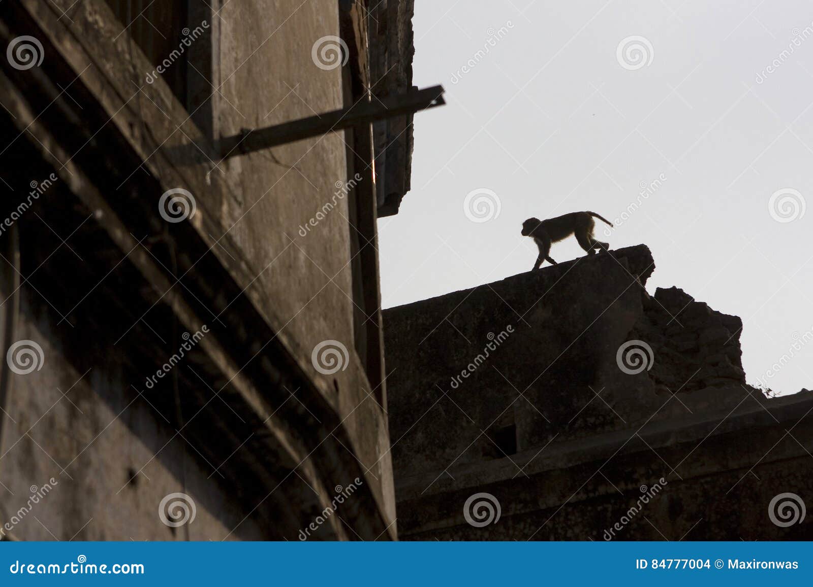Monkey stock photo. Image of monkey, ghat, roof, varanasi - 84777004