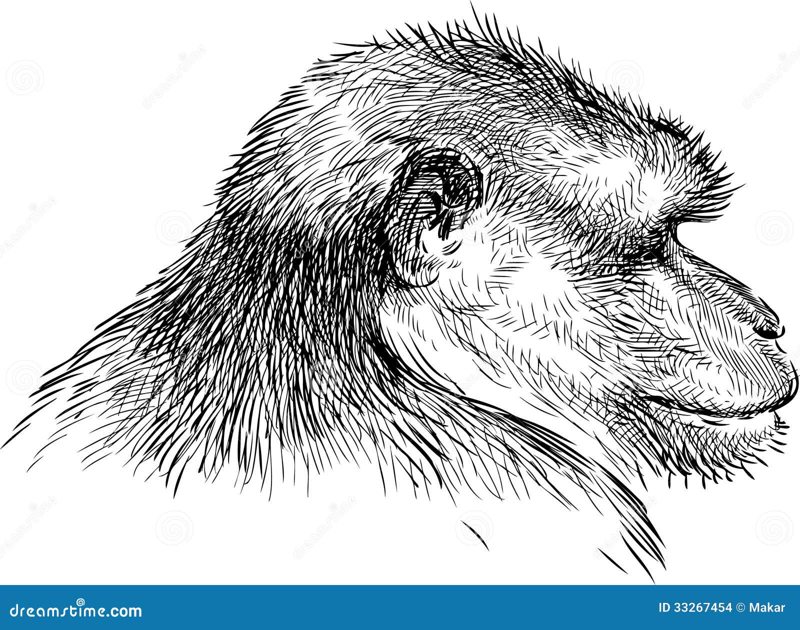 Monkey stock vector. Illustration of profile, isolated - 33267454