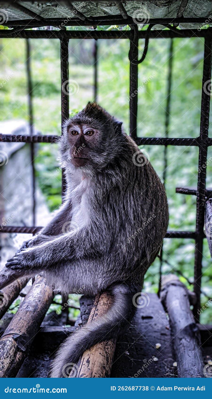 Monkey Verry Sad because Mother Not Back To Home Stock Photo - Image of ...