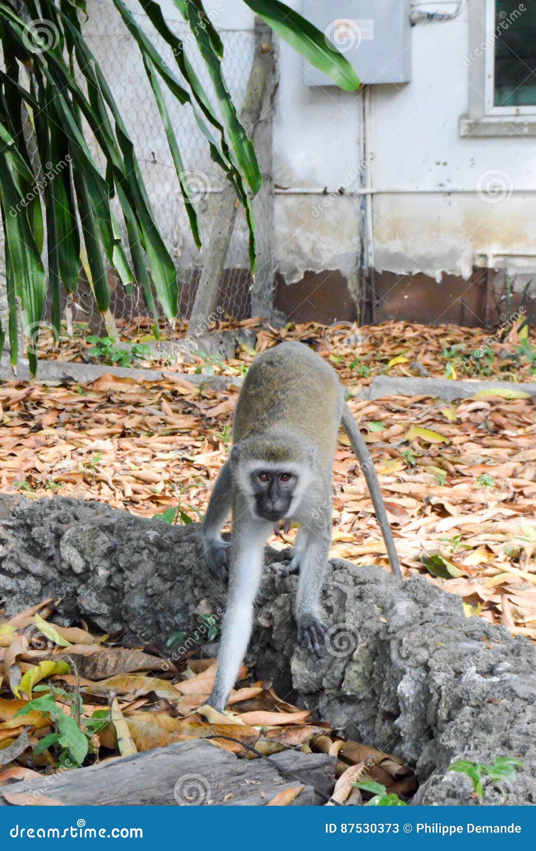 Monkey Vervet On A Tree Eating A Mango Royalty-Free Stock Photography ...
