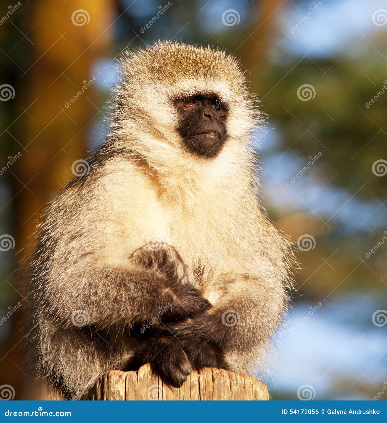 Monkey Vervet stock photo. Image of simeon, wildlife - 54179056
