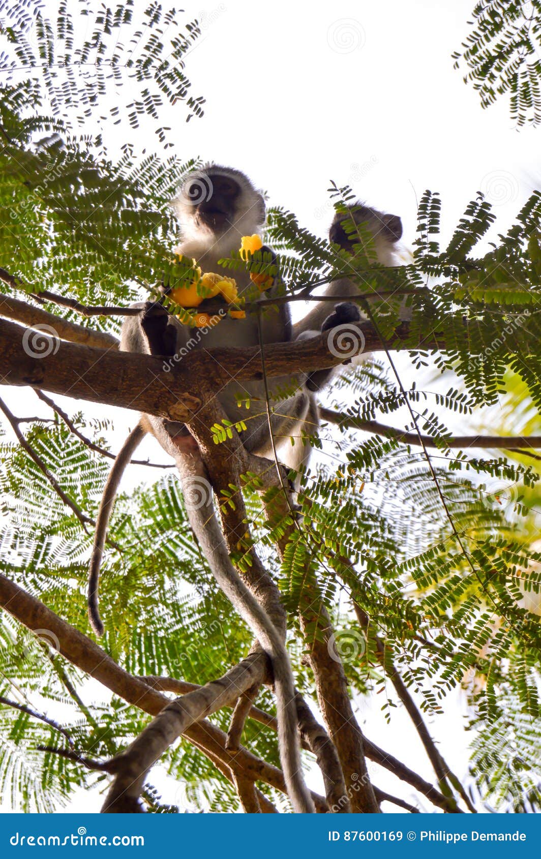 Monkey Vervet On A Tree Eating A Mango Royalty-Free Stock Photography ...
