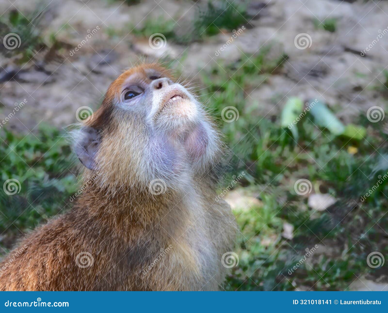A Monkey Very Focused Looking at Something Stock Image - Image of ...