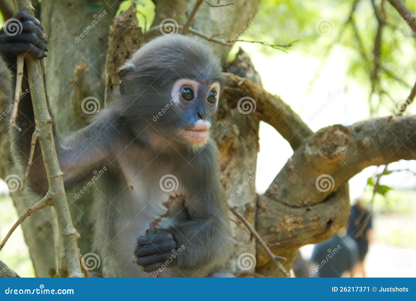 Monkey very lonely stock image. Image of primate, thailand - 26217371