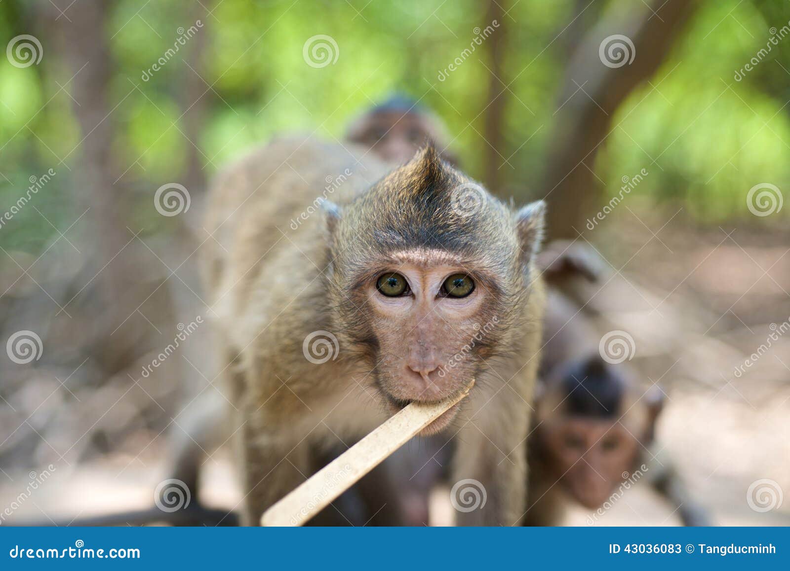Monkey in Vietnam stock image. Image of creature, outdoor - 43036083