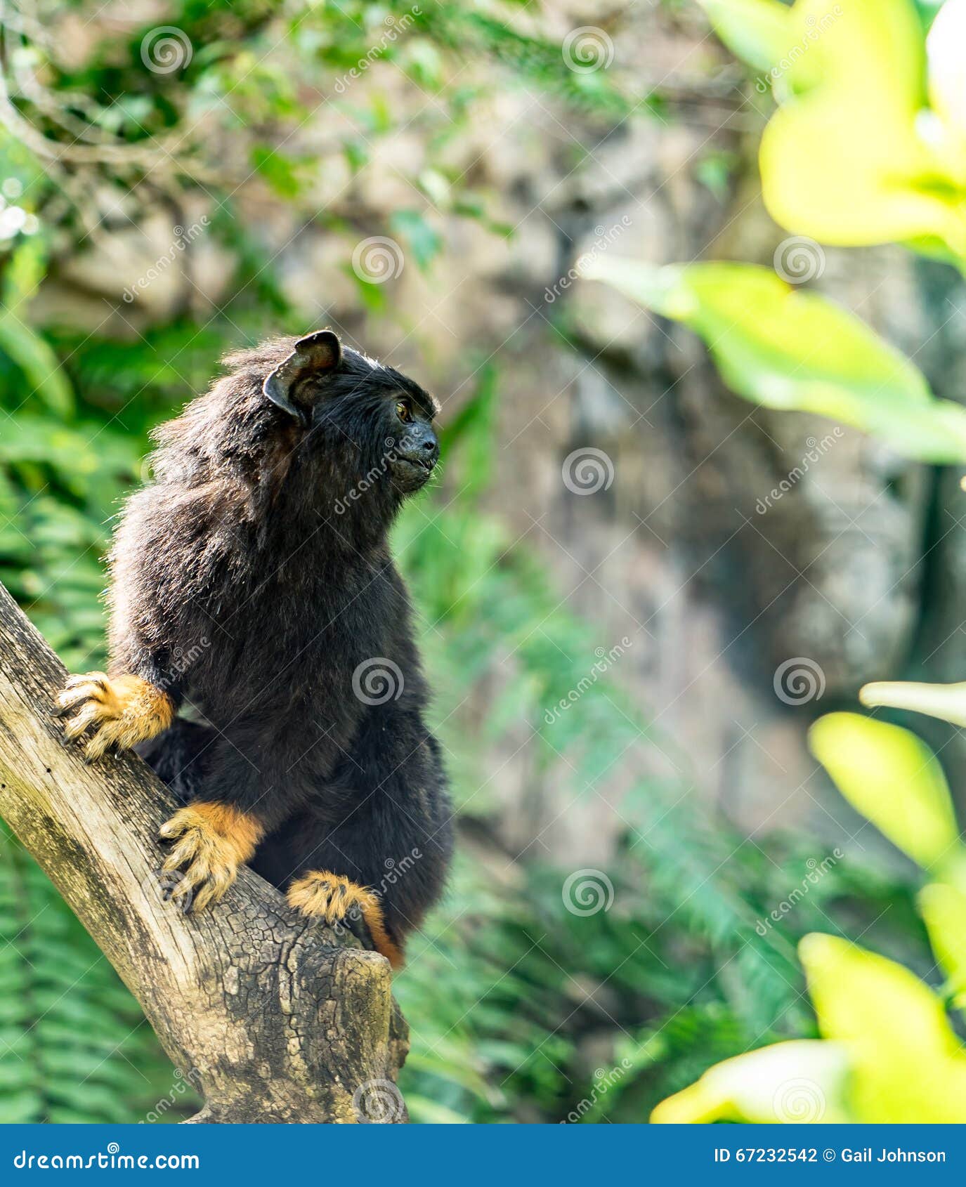 Monkey stock photo. Image of dutch, coastal, island, antilles - 67232542