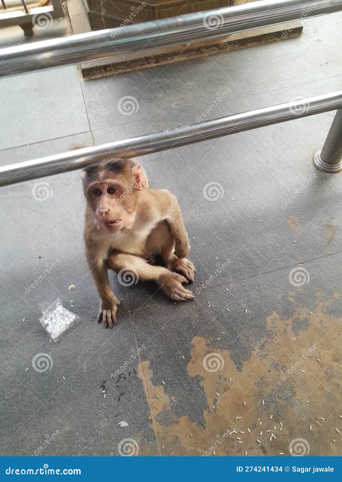 Monkey Wait for Food in Temple Stock Photo - Image of food, wait: 274241434